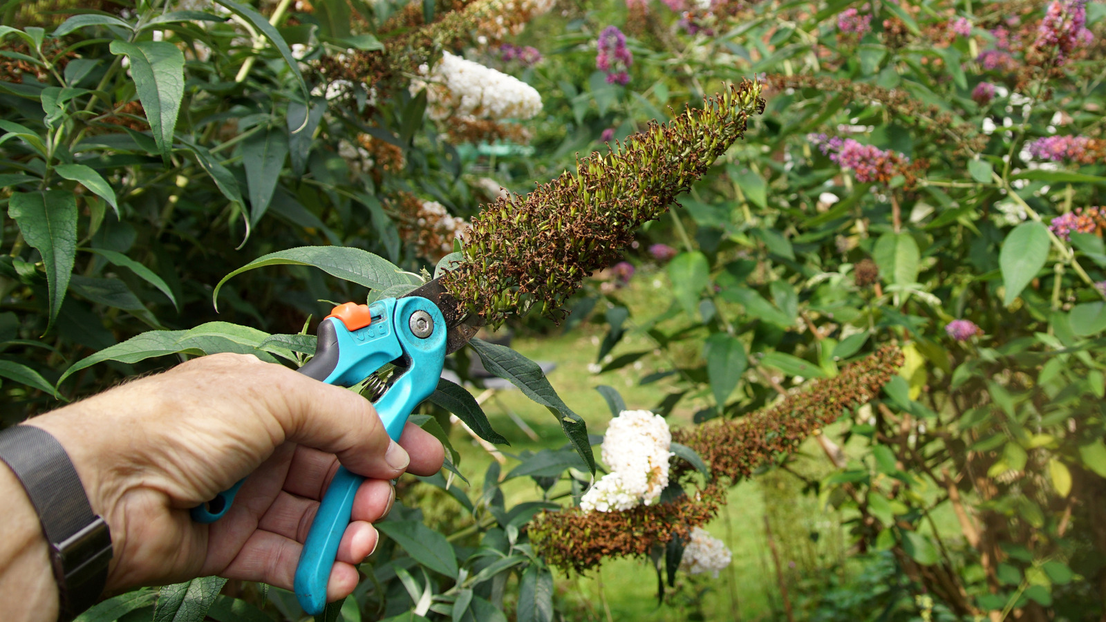 Common Mistakes To Avoid When Pruning A Butterfly Bush In The Spring
