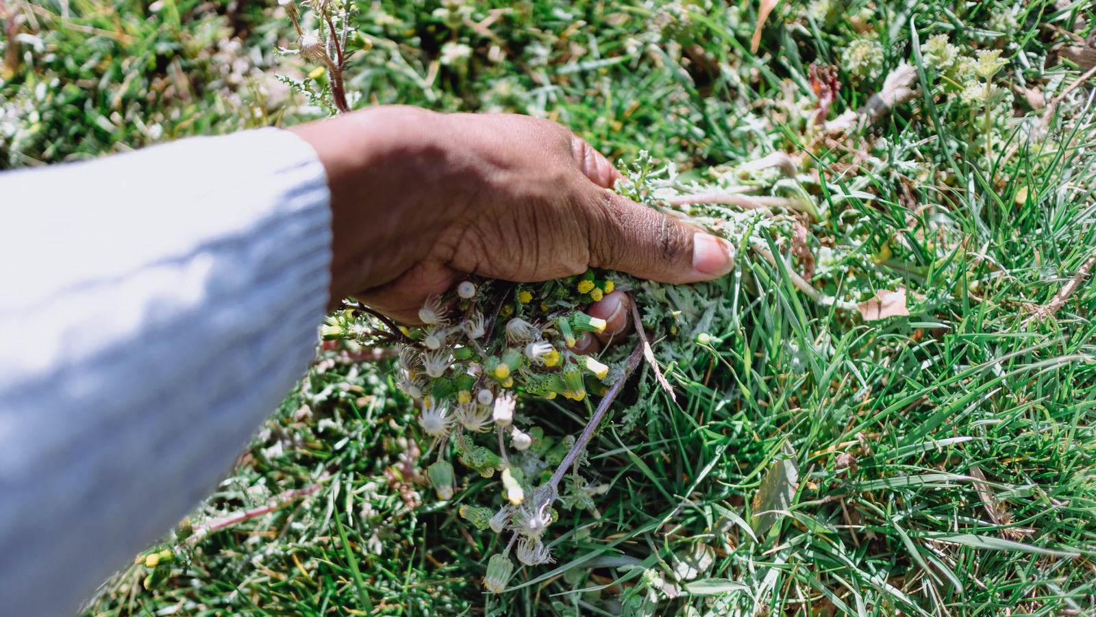 Common Types Of Yellow Weeds In Your Lawn & Which Are Invasive