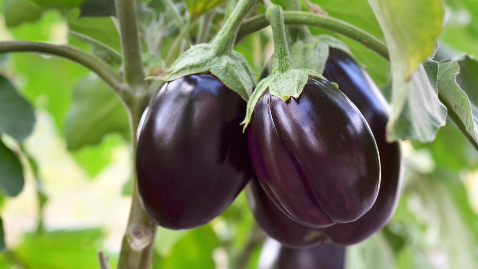 Compact Eggplant Varieties That Are Easy To Grow In Containers