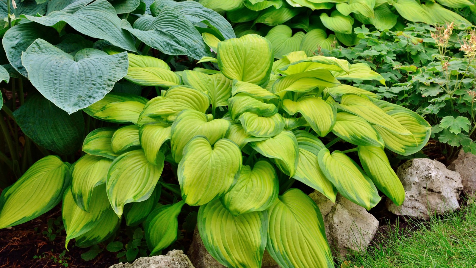 Companion Plants That Are A Hosta's Best Friend Companion Plants That Are A Hosta's Best Friend