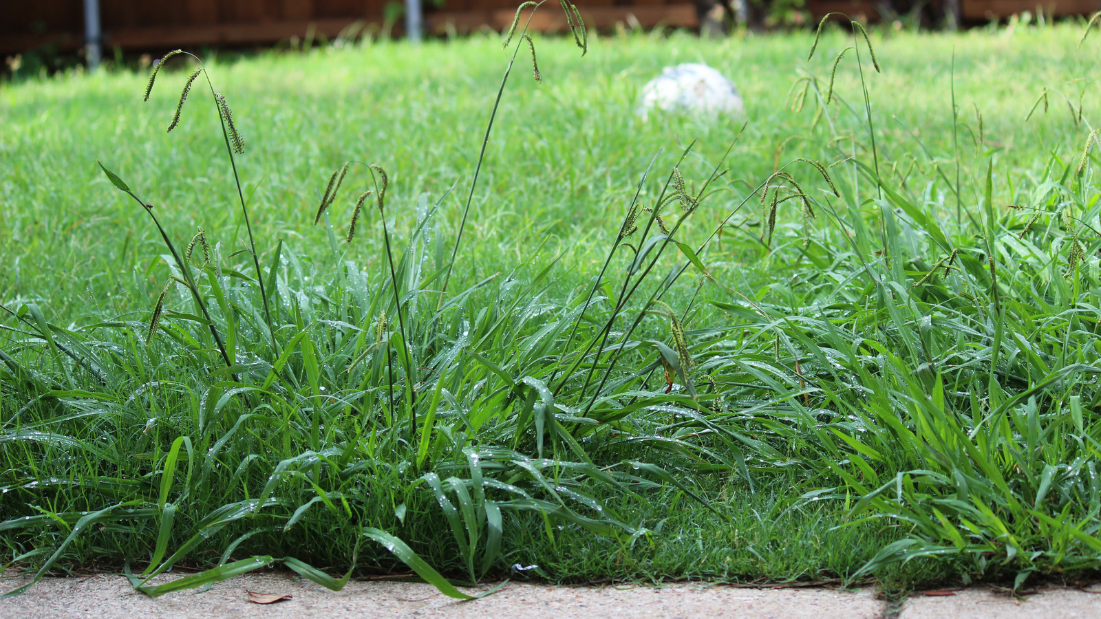 Control Weeds Naturally With This Easy-To-Make Solution