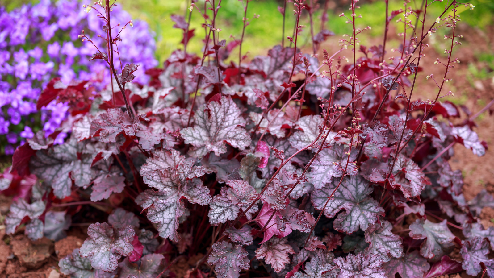 The Most Common Pests On Coral Bell Flowers And How To Get Rid Of Them