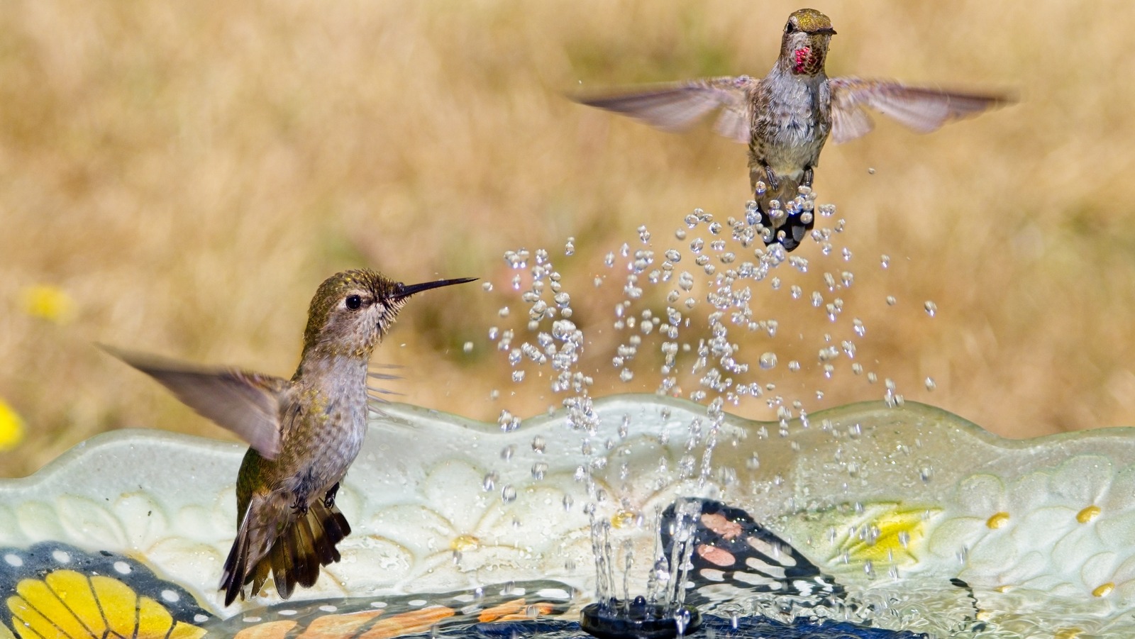Create A Hummingbird Paradise With These Backyard Water Features