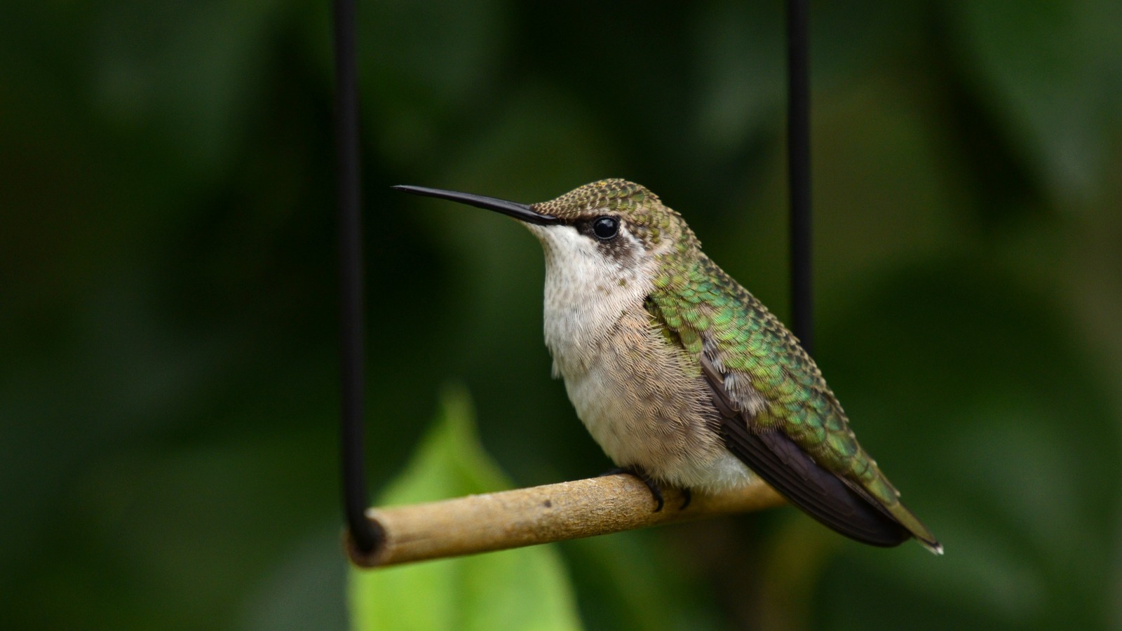 Creative DIY Hummingbird Swings To Bring More Feathered Beauties To ...