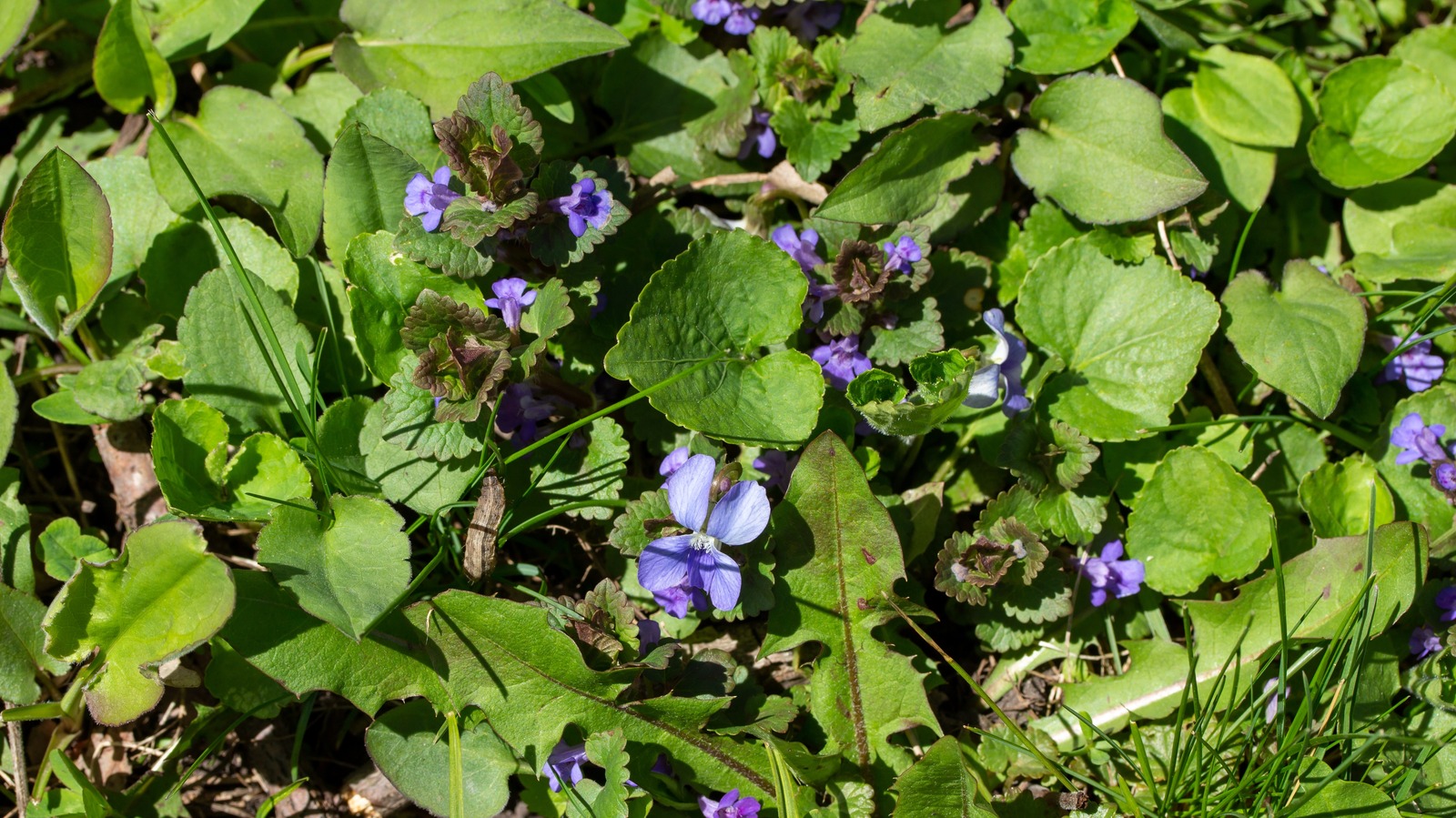 Creeping Charlie Or Wild Violet: How To Tell Which Flowering Weed Is In ...