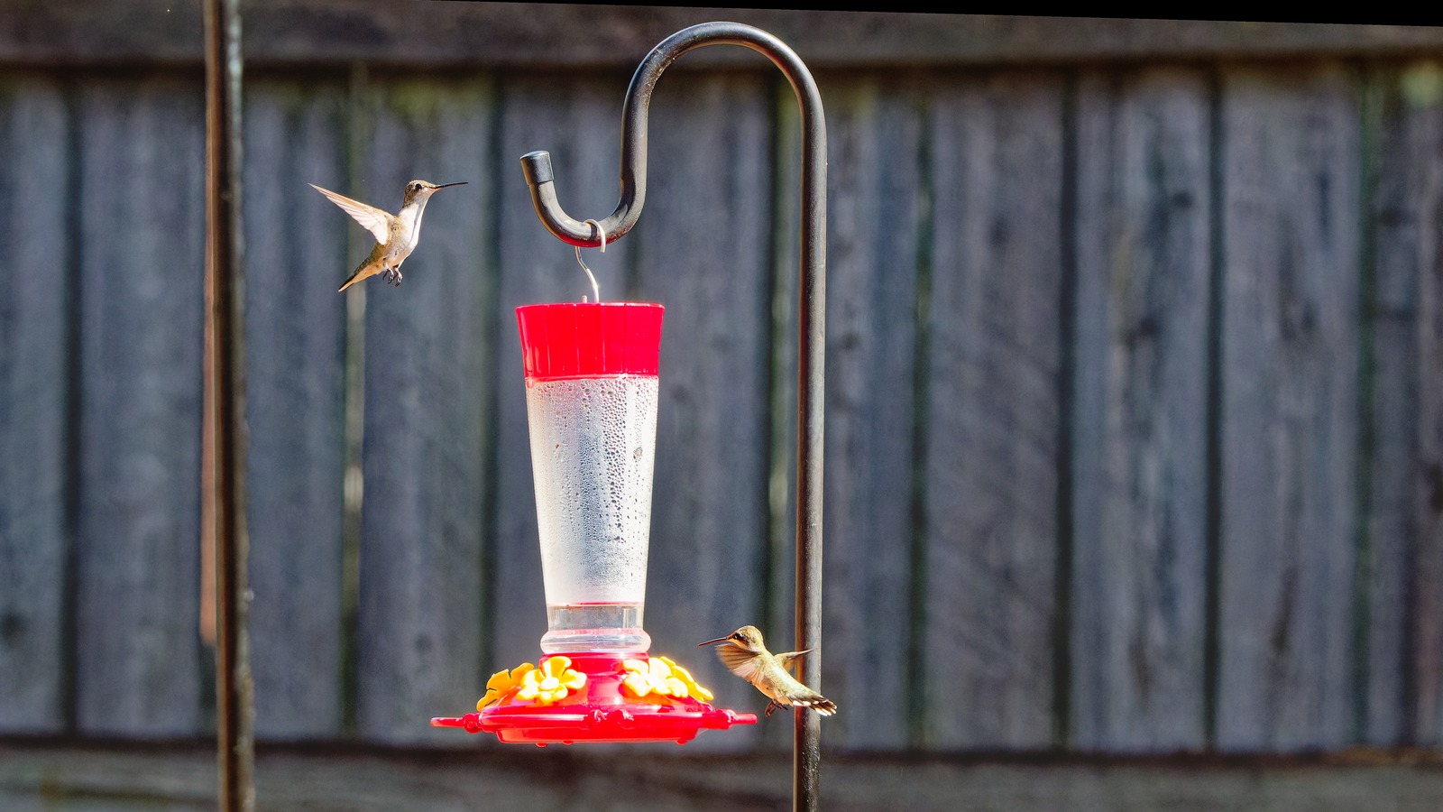 Decorate Your Hummingbird Feeder Stand To Entice Even More To Your Yard