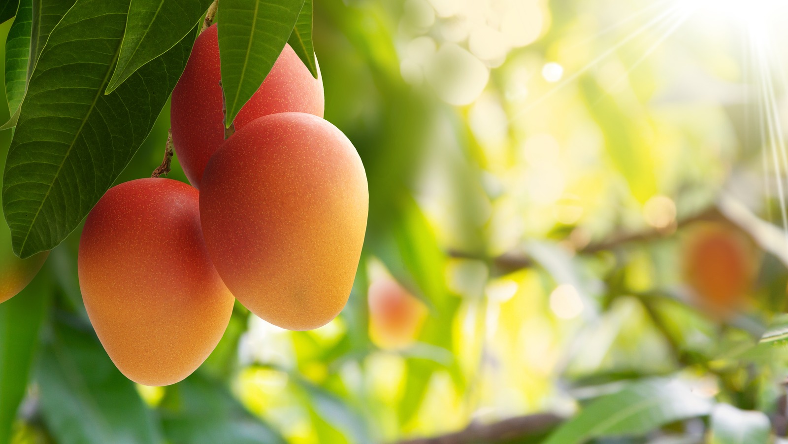 Delicious Varieties Of Mango Trees And Which Is Right For Your Yard