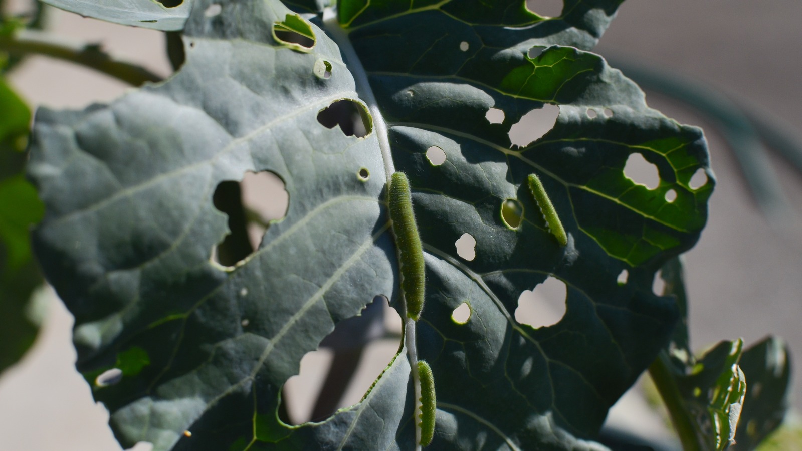 Deter Insects Naturally With This Fast-Growing Garden Classic