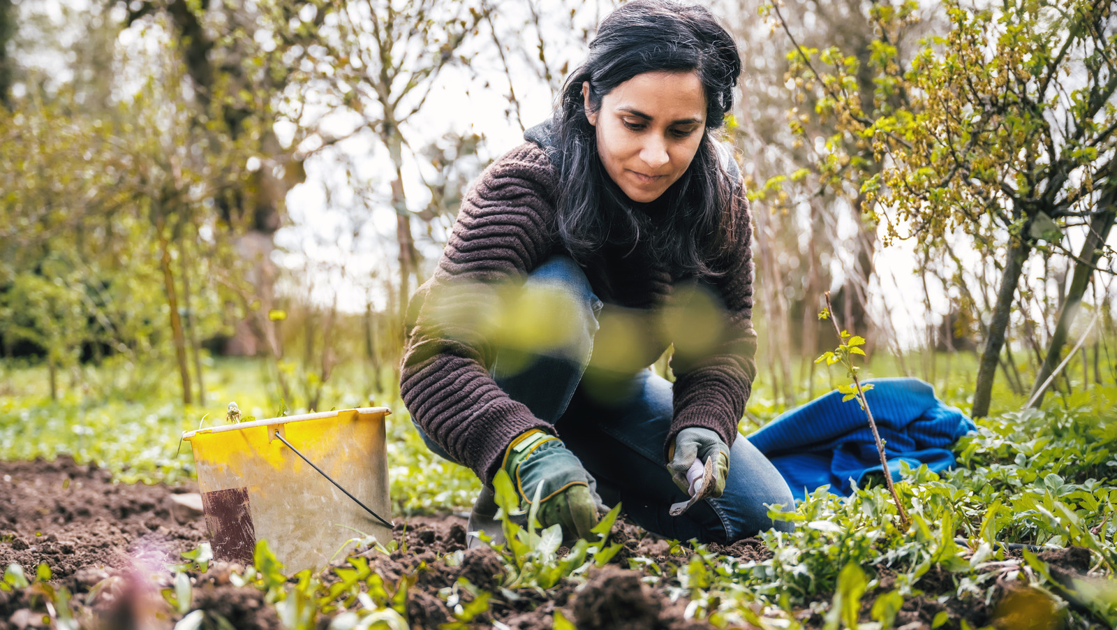 Dig Up This Invasive Weed In The Spring To Prevent It From Taking Over