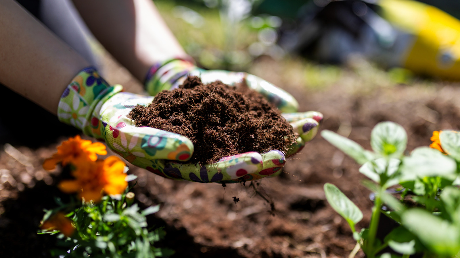 Ditch The Fertilizer: Compost This Popular Flower & Give Your Soil A ...