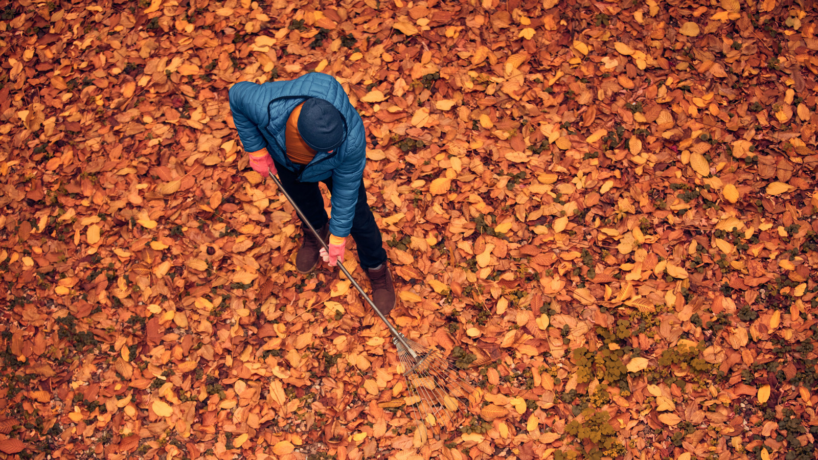 Ditch The Rake And Swap To This Unexpected DIY Solution For Leaves This ...