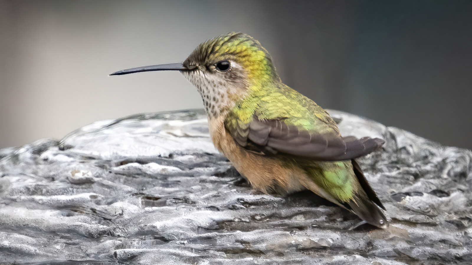 Ditch The Traditional Bird Bath For A Hummingbird-Attracting DIY Solution
