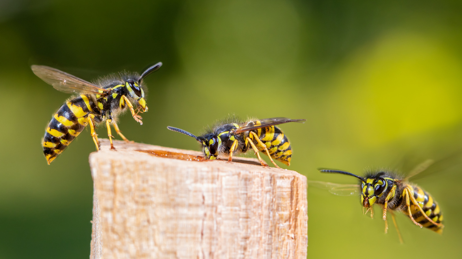Ditch Toxic Spray: The DIY Trap That Can Eliminate Wasps From Your Yard