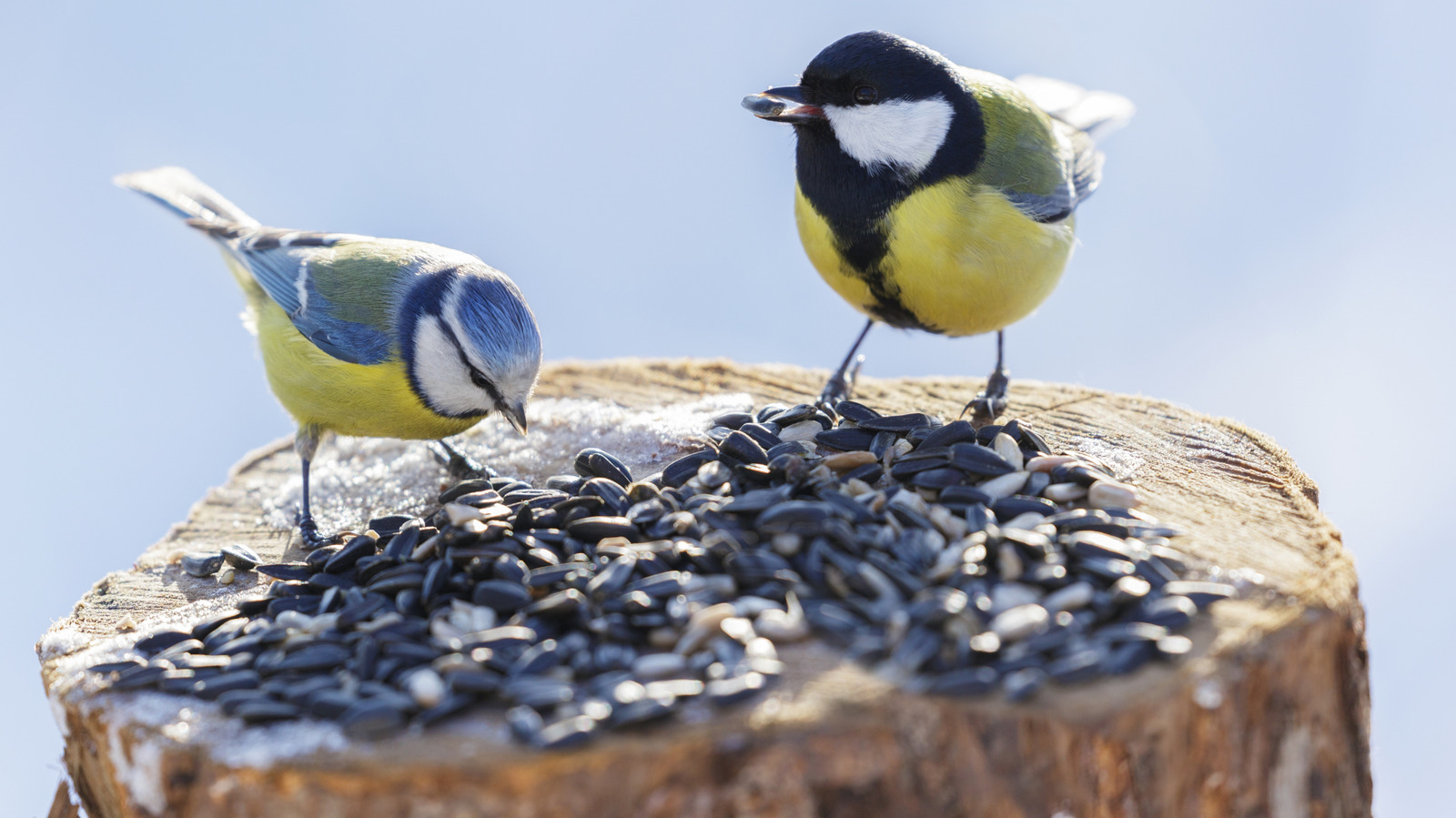 Reuse Old Garden Materials To DIY A Heavenly Bird-Feeding Station