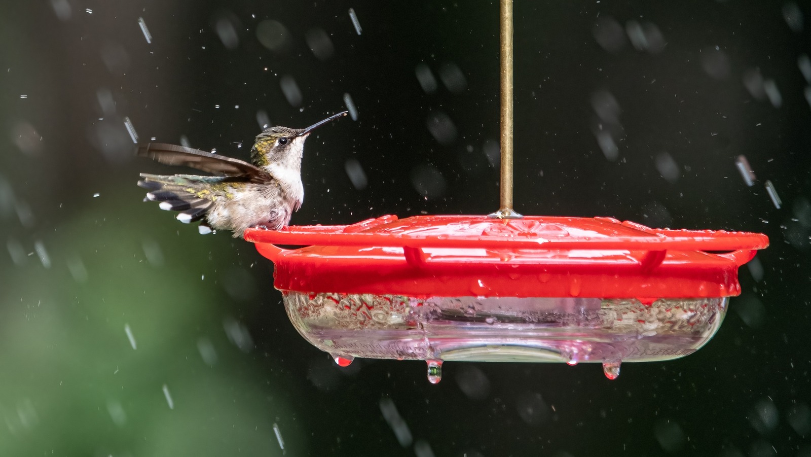 DIY An Effective Cover For Your Hummingbird Feeder Using A Dollar Tree Hack