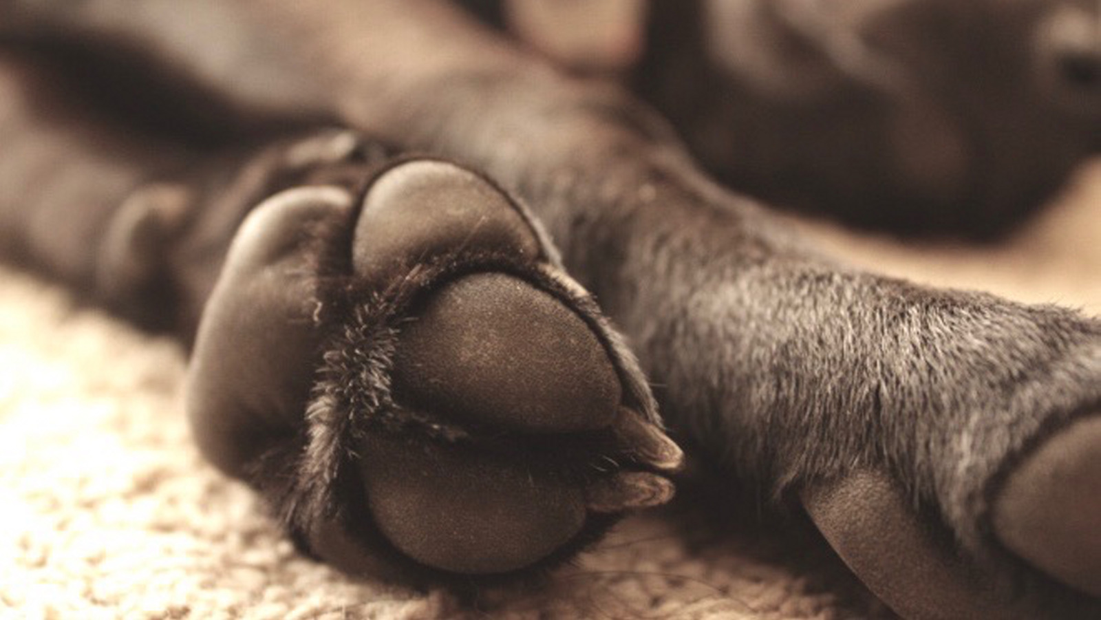 DIY Paw Print Art Is The Perfect Home Decor For Any Pet Lover