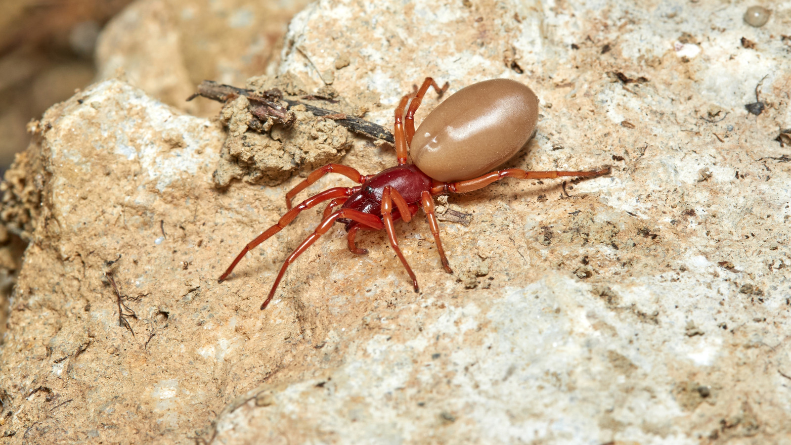 Do You Need To Worry About This Brown Recluse Lookalike In Your Garden