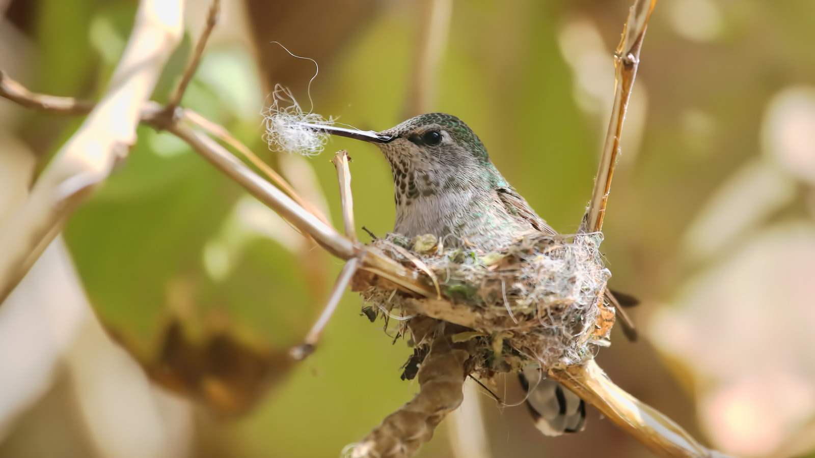Don't Clear Out Those Spiderwebs! Hummingbirds Need Them For Nests