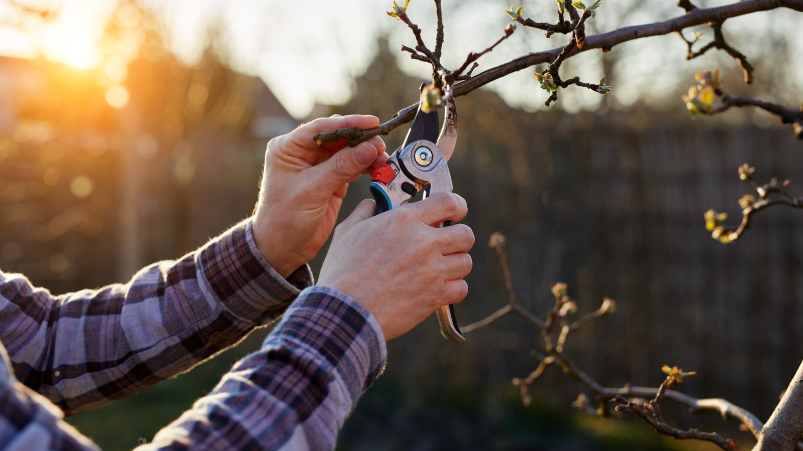Don't Forget To Prune These 10 Types Of Fruit Trees In Early Spring