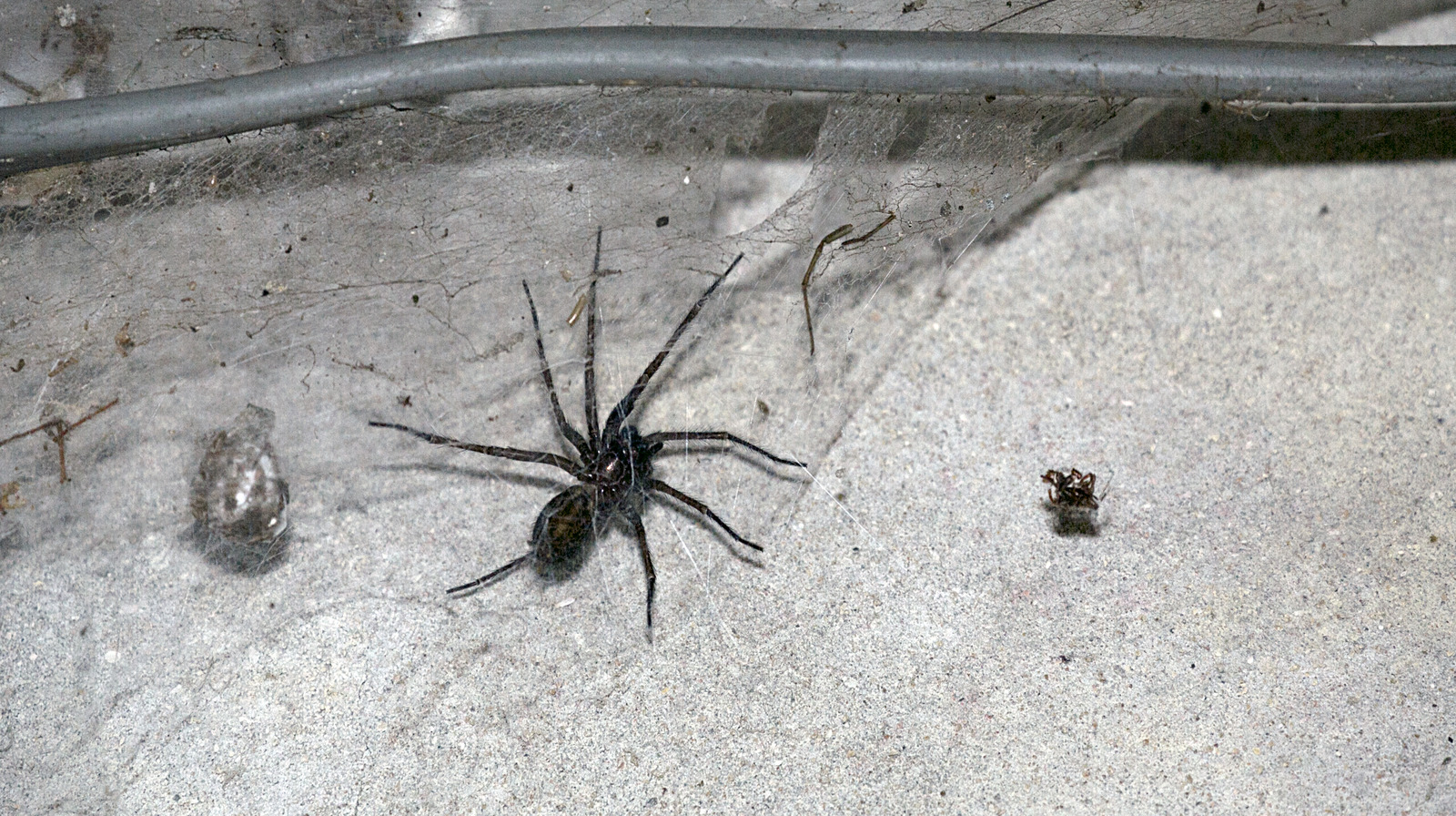 Don't Make This Storage Mistake Unless You Want A Garage Full Of Spiders