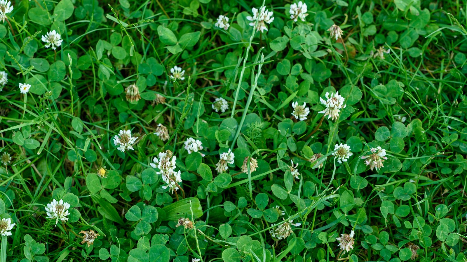 Don't Mistake This Heart-Shaped Weed For Common Clover. Remove It ...