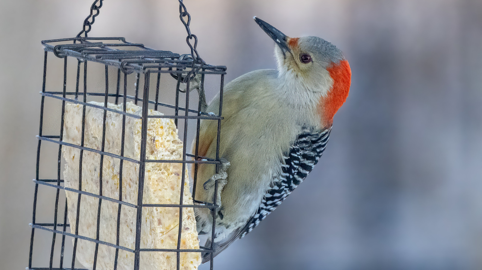 Common Mistakes To Avoid When Making Bird Suet To Attract Feathered Friends