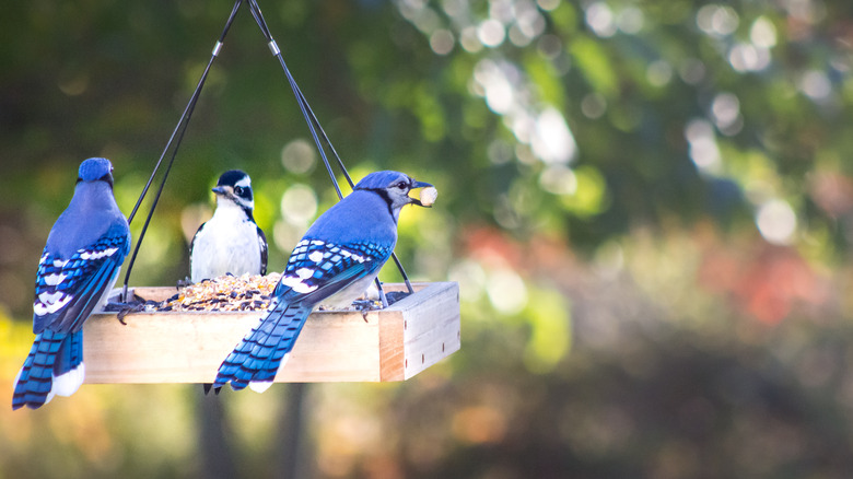 Dont Put This Nut In Your Bird Feeder If You Want To Keep Blue Jays Away