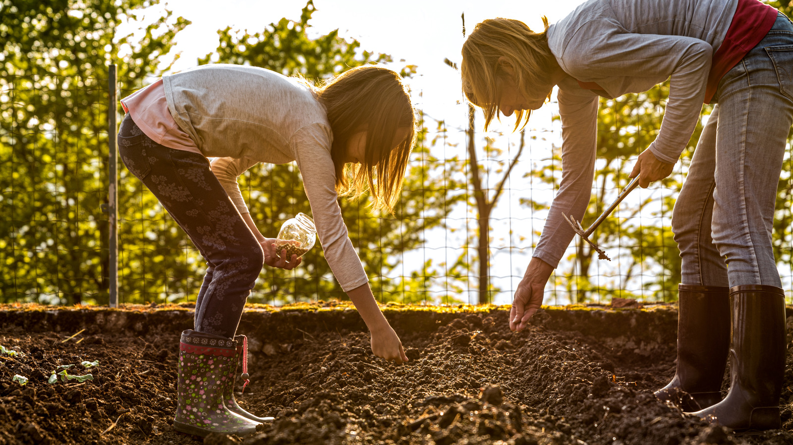Don't Wait To Plant This Classic Flower- October Is Ideal For Stunning ...
