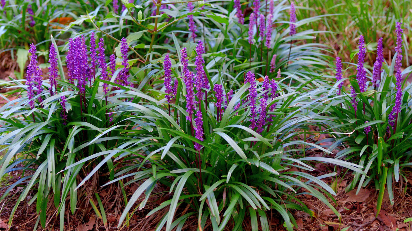 Downsides To Monkey Grass You Shouldn't Overlook