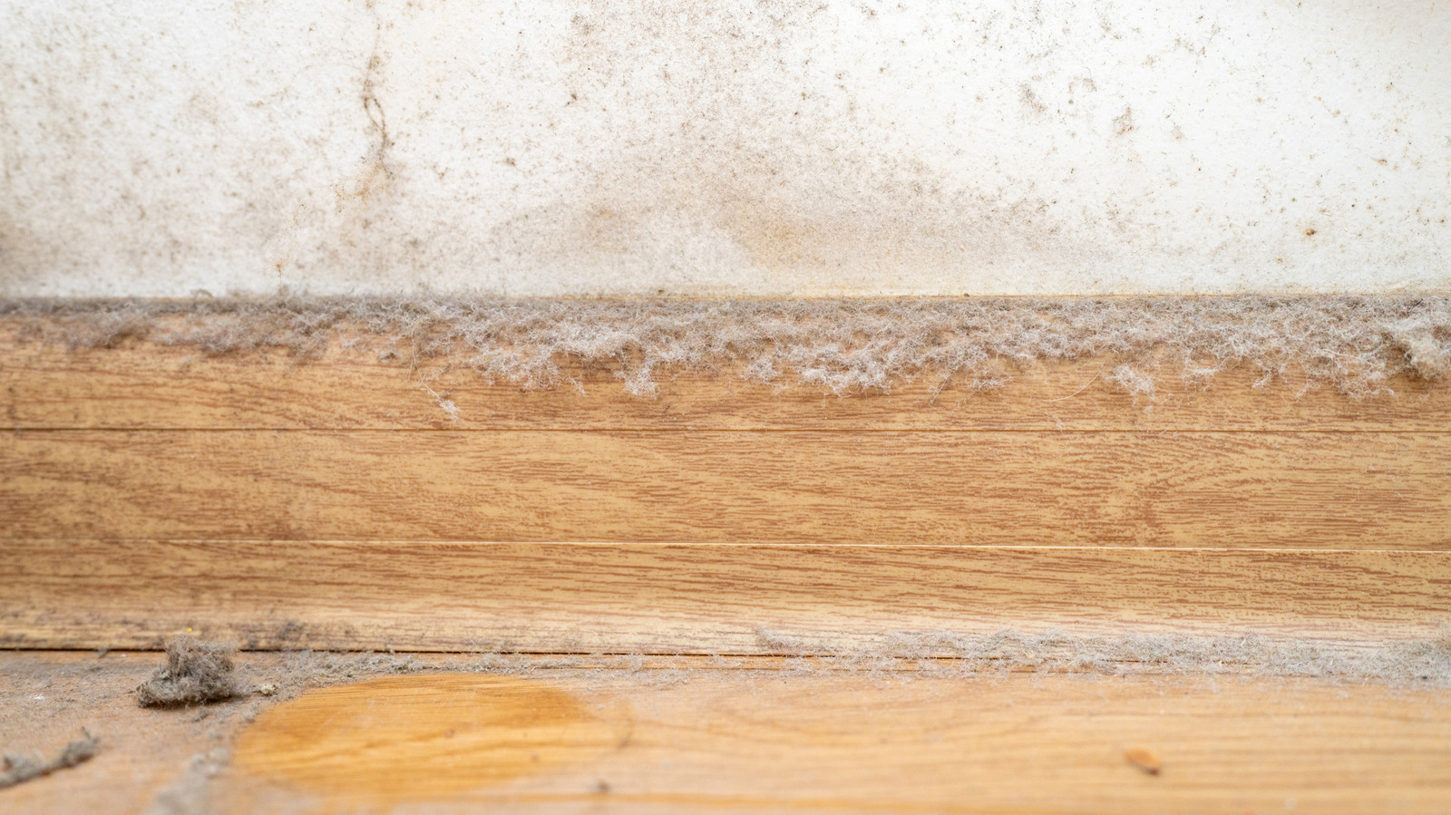 Dust Vs Mold: How To Tell Which One Is In Your Home (And How To Get Rid ...