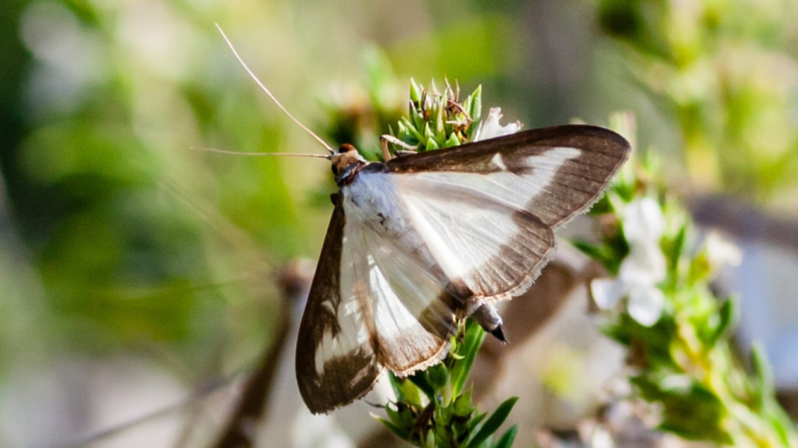 Key Indicators of a Box Tree Moth Infestation You Shouldn't Overlook ...