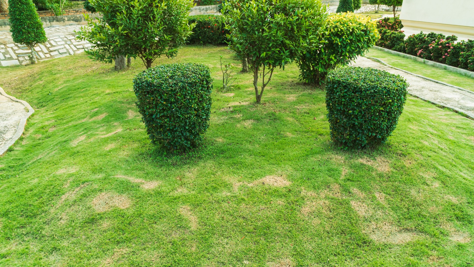 Early Signs Of Rust Fungus On Your Grass (And How To Treat It Quickly)