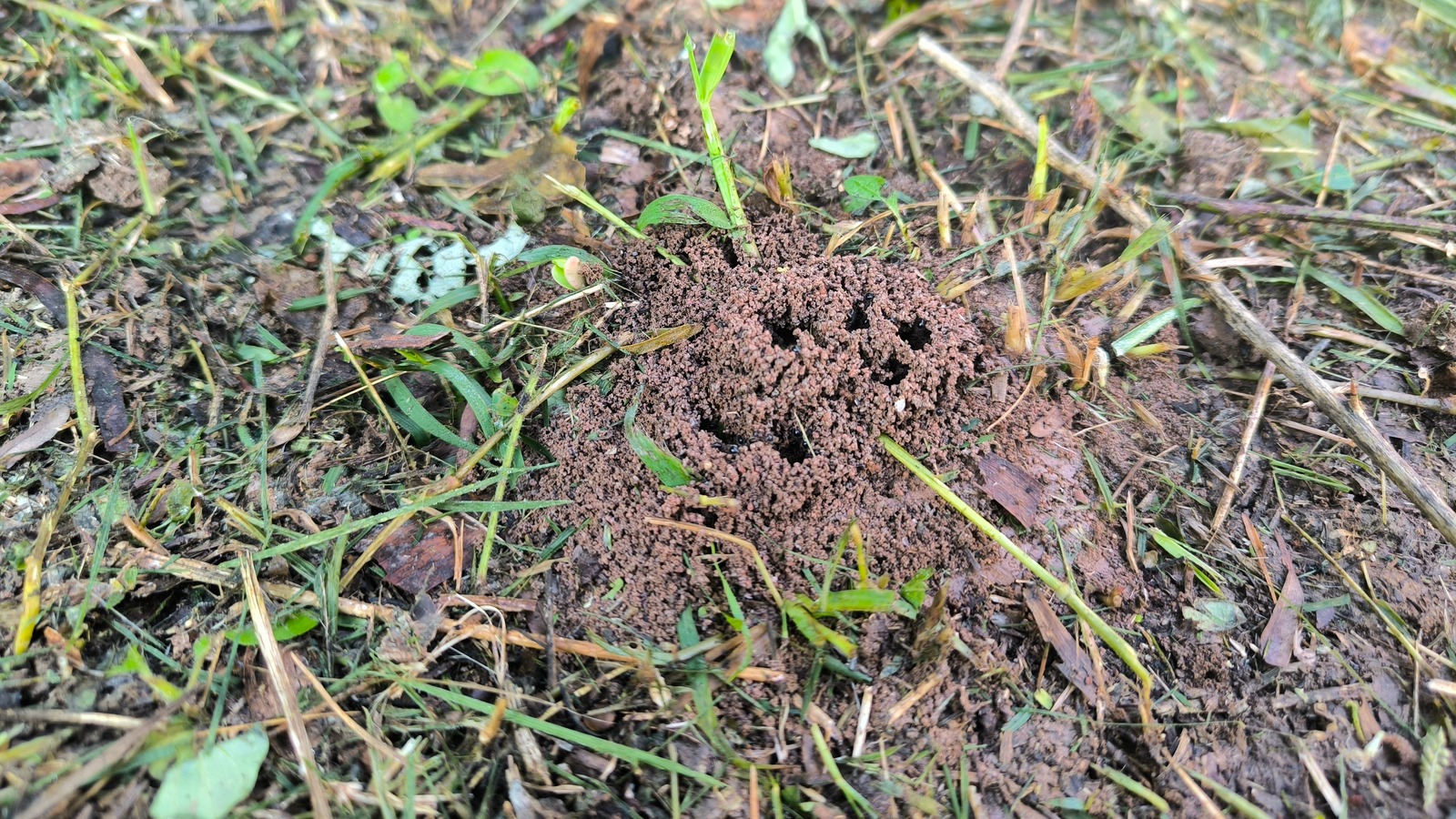 How To Easily Eliminate Ant Hills With A Tool Essential You Already Own