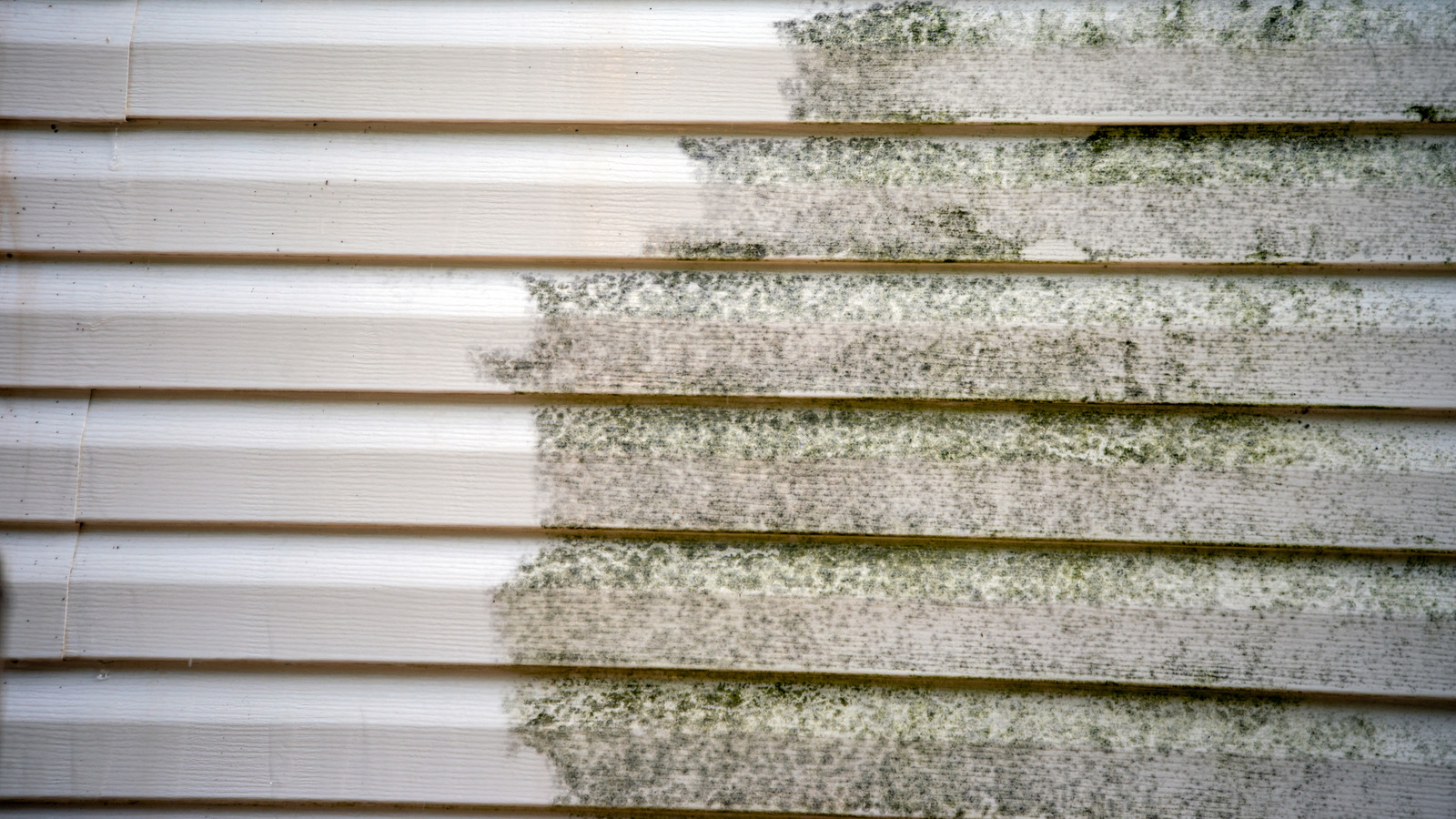 How To Easily Remove Algae From Your House Siding With A Quick DIY Solution