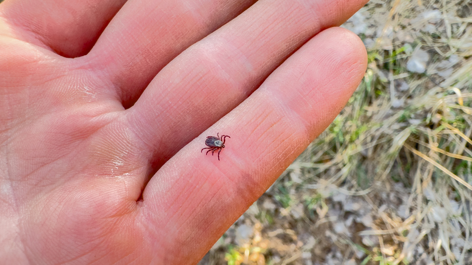 How To Eliminate Ticks For Good With A Little Help From Rubbing Alcohol