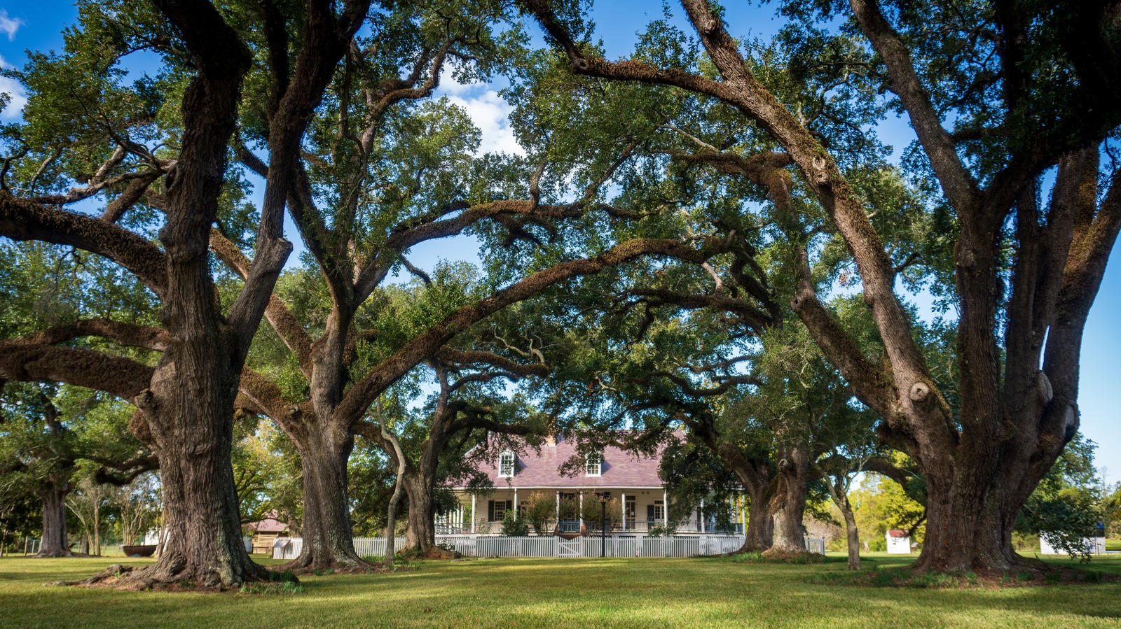 Enjoy A Live Oak In Your Front Yard Without It Destroying Driveways Or ...