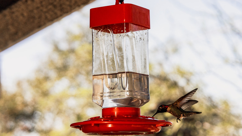 Errors You Dont Want To Make With Your Hummingbird Feeder