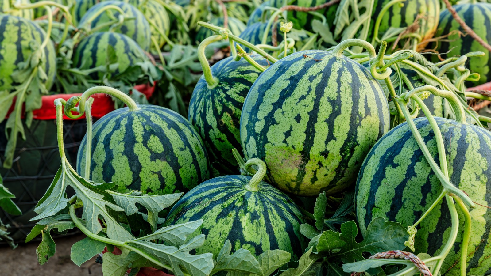 Essential Watering Tips For A Thriving & Sweet Watermelon Garden