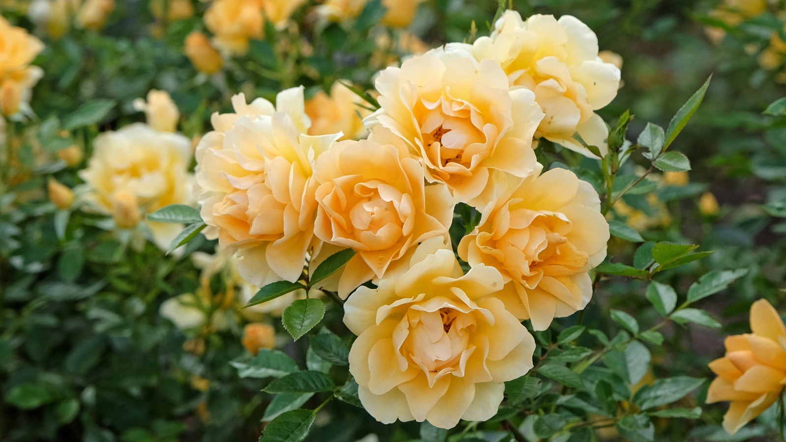 Expert Tips For Perfecting Your Soil For Thriving Roses