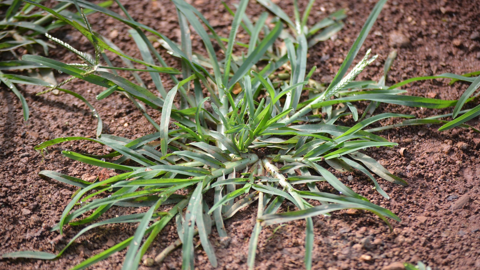 Fight Off Goosegrass In Your Yard With One Common Household Ingredient