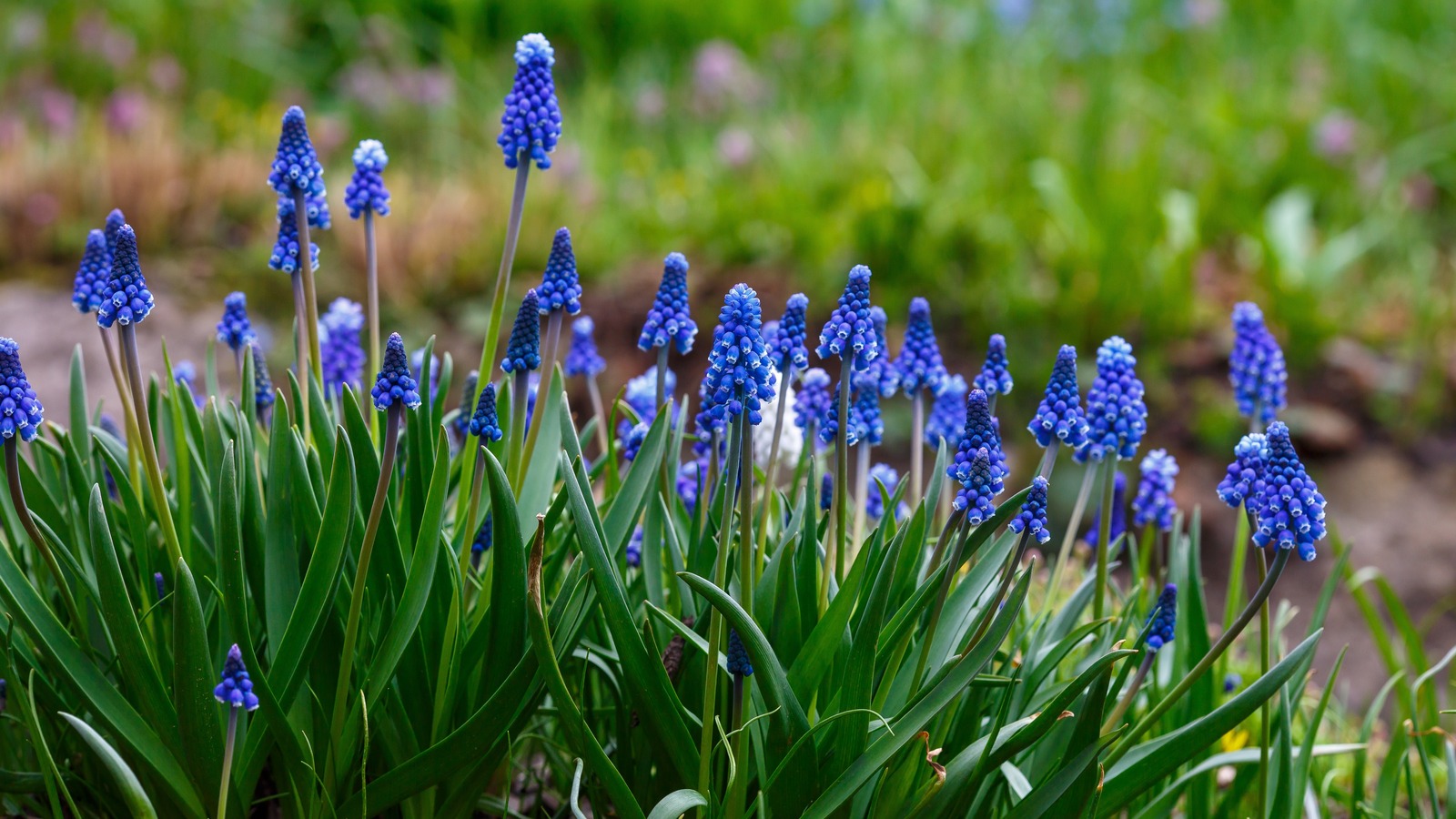 Flower Bulbs To Plant Alongside Muscari In The Fall