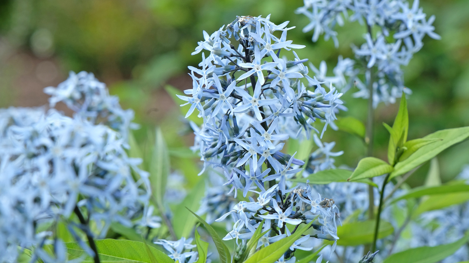 How To Collect And Store Blue Star Seeds For Your Next Planting Season