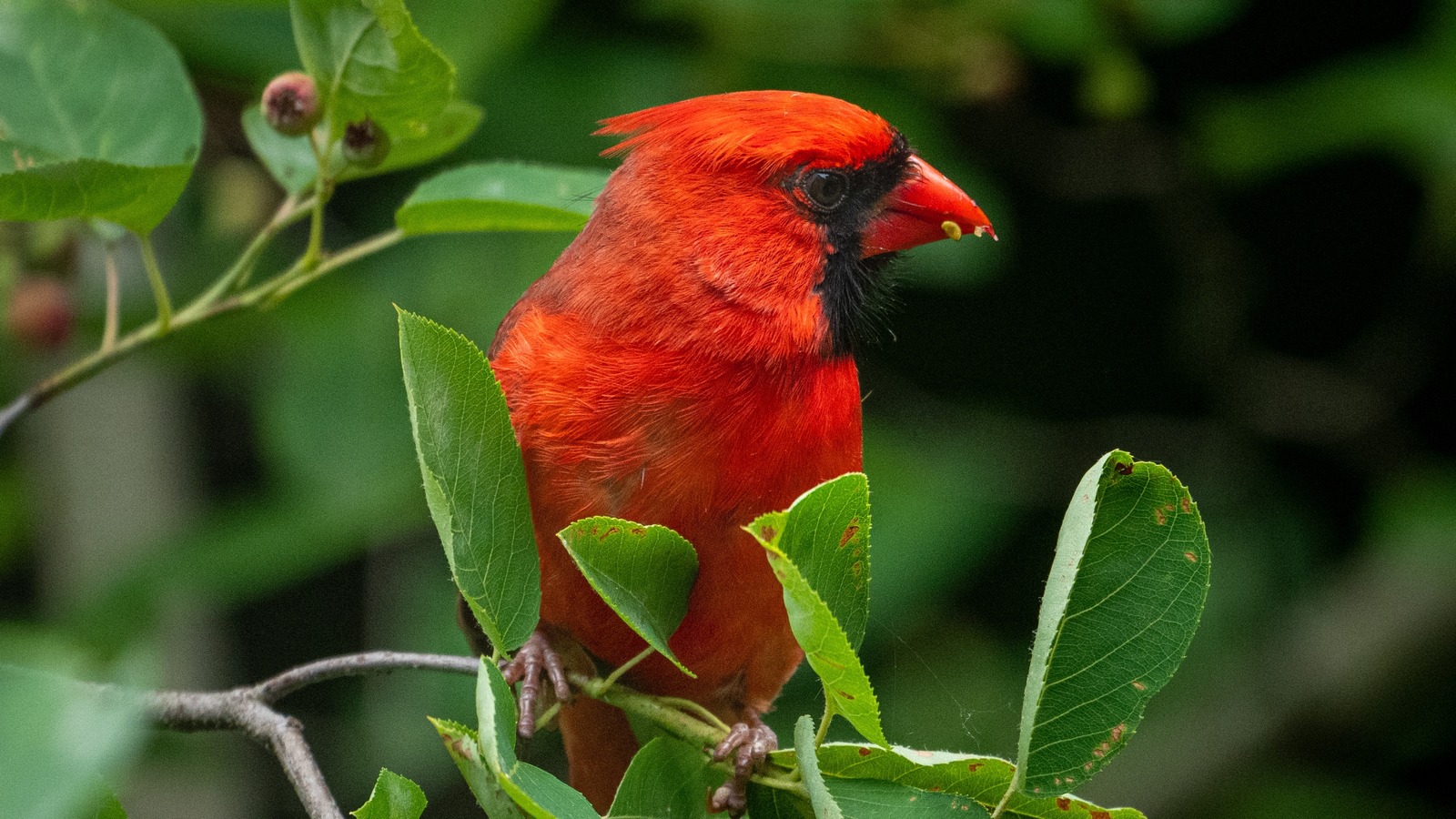 Fruit And Berry Trees To Grow In Your Yard That Birds Love