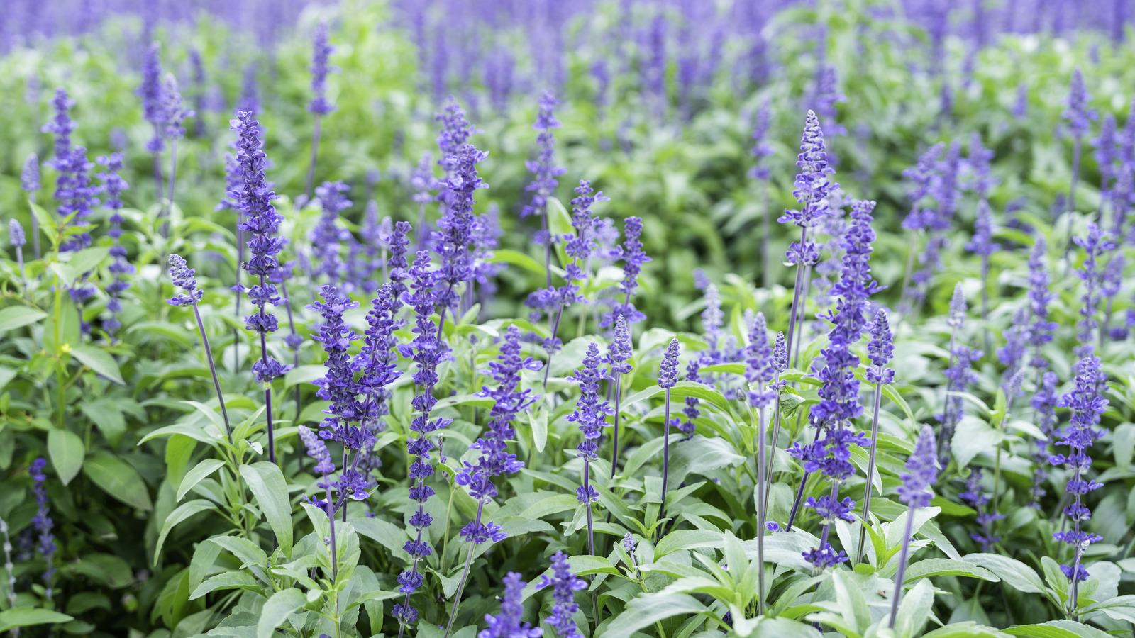 Genius Ways To Use Sage Around Your Home And Garden You'll Wish You ...