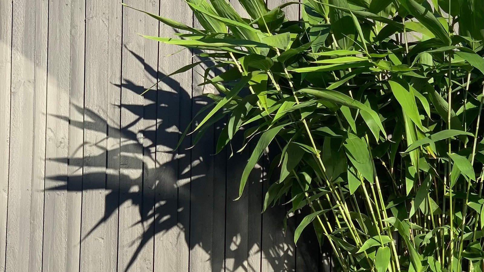 Get A Tropical Look In Your Garden With This Bamboo Lookalike