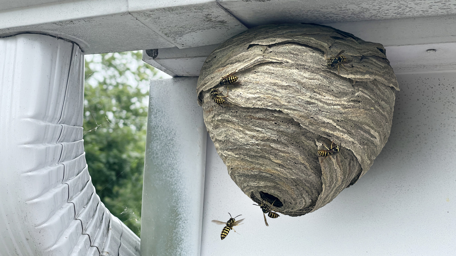 The Best Time Of Year To Eliminate Wasp Nests