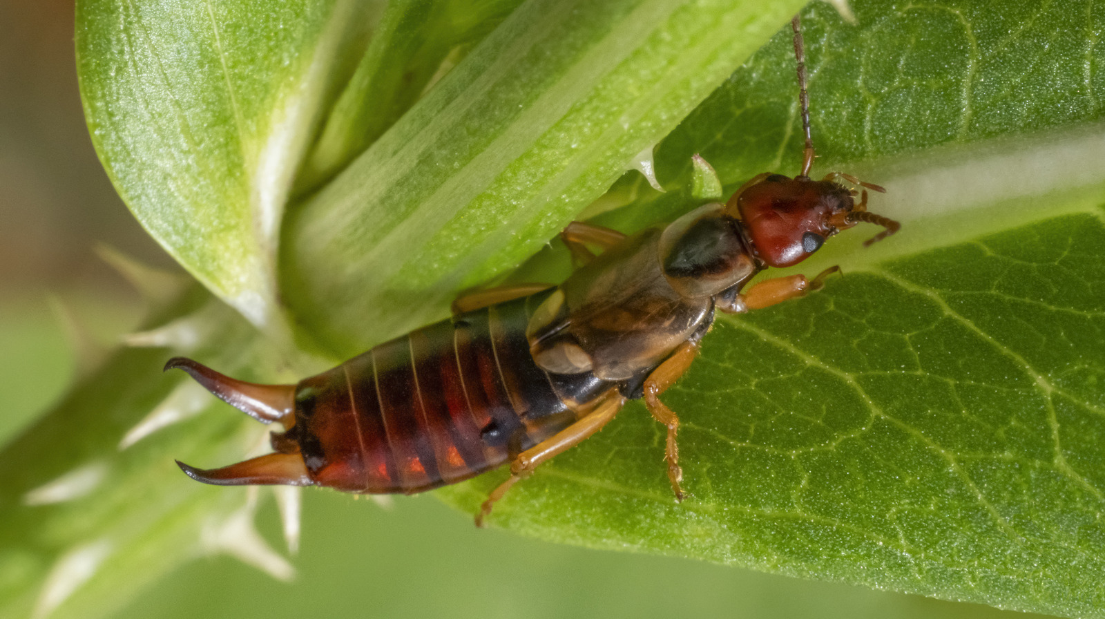 Get Rid Of Pesky Earwigs In Your Lawn With A Simple Diy Cardboard Trap