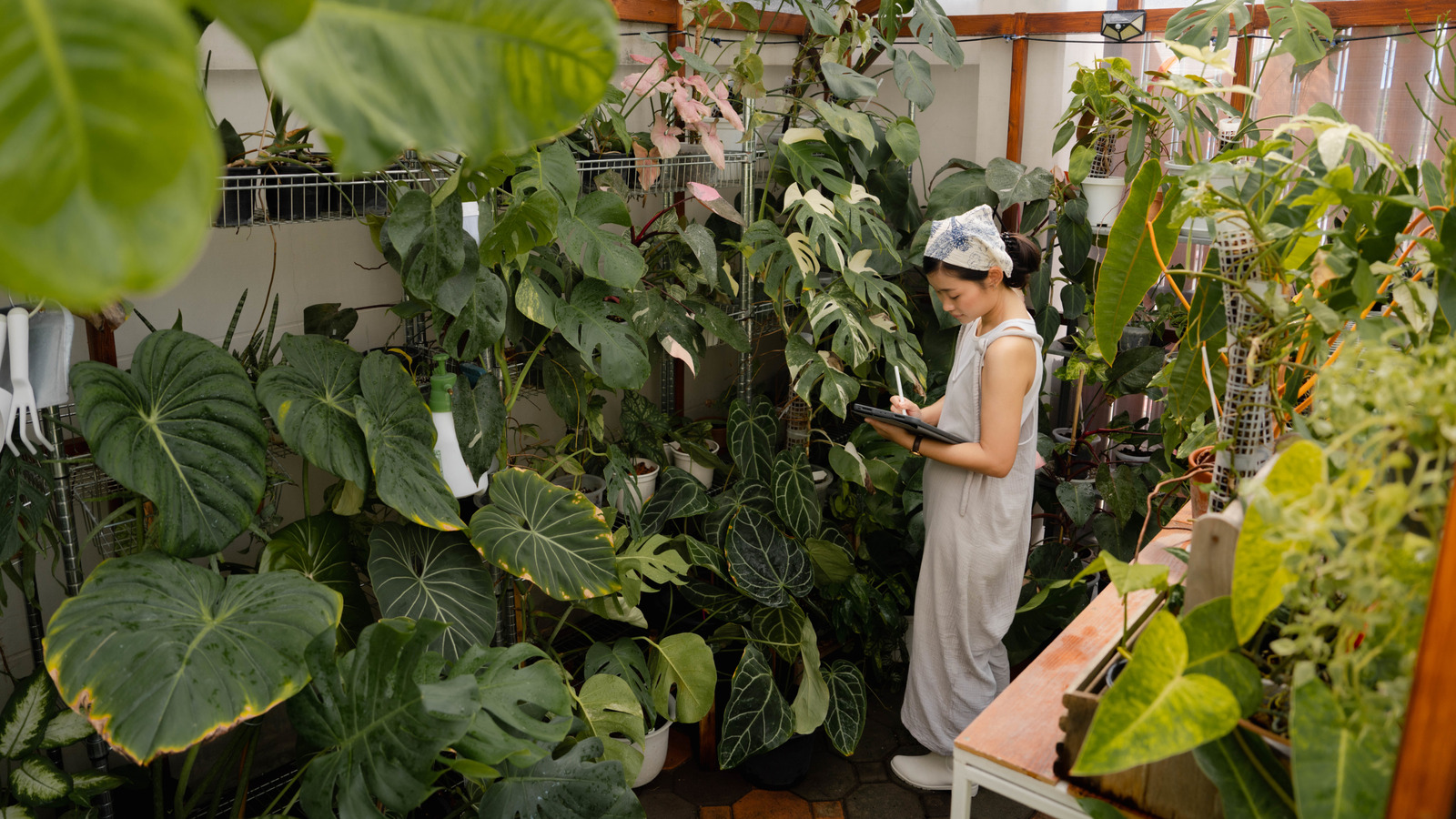 Everything To Know About Costco's Popular Greenhouse