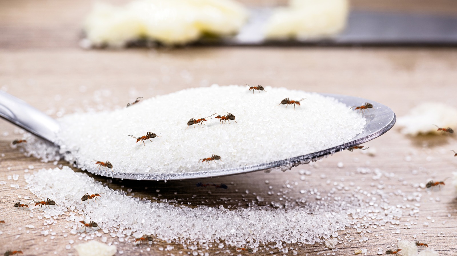 Getting Rid Of Sugar Ants Is Easy Once You Know To Look Here