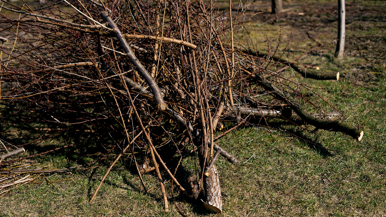 Give Dead Branches New Life With This Trick From TikTok
